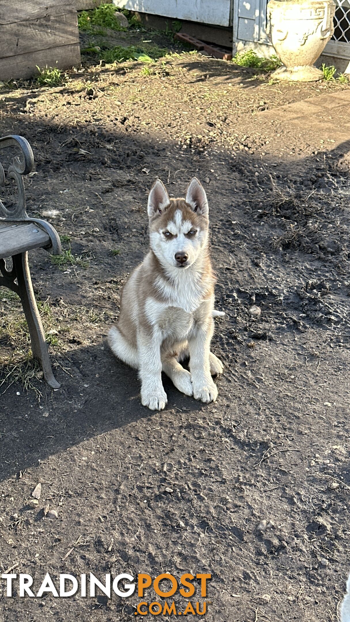 Pure Bred Siberian Huskies