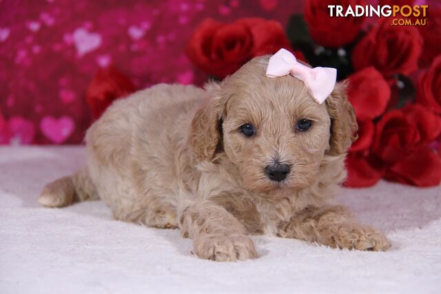 CAVOODLE 1ST CROSS CREAM FEMALE PARENTS DNA TESTED