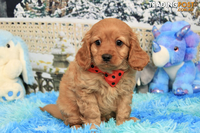 CAVOODLES 2 X FEATHERED COAT MALES NO GROOMING PARENTS DNA CLEAR