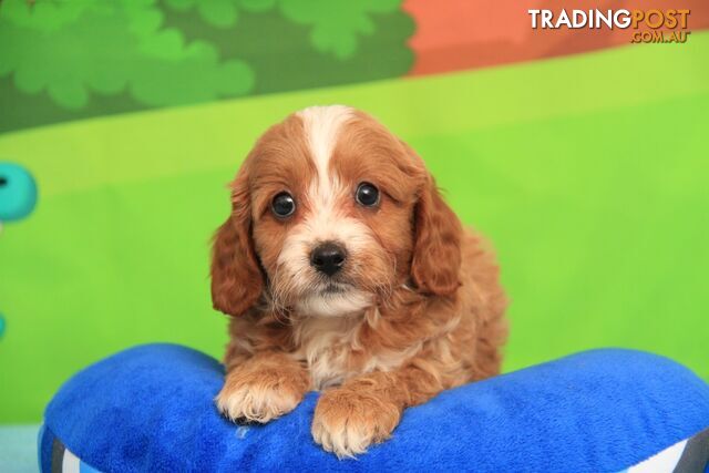 CAVOODLE RED MALE 1ST CROSS PARENTS DNA CLEAR