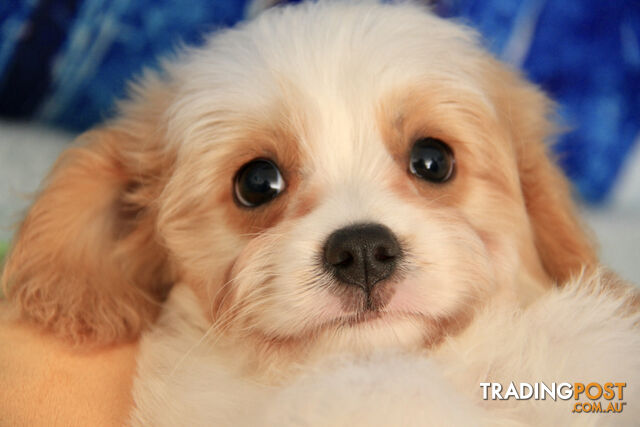 CAVOODLES PRICE REDUCED 3 X CURLY COAT 1ST CROSS MALES PARENTS DNA TESTED