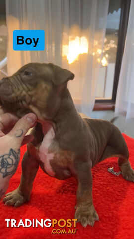American staffy puppy s