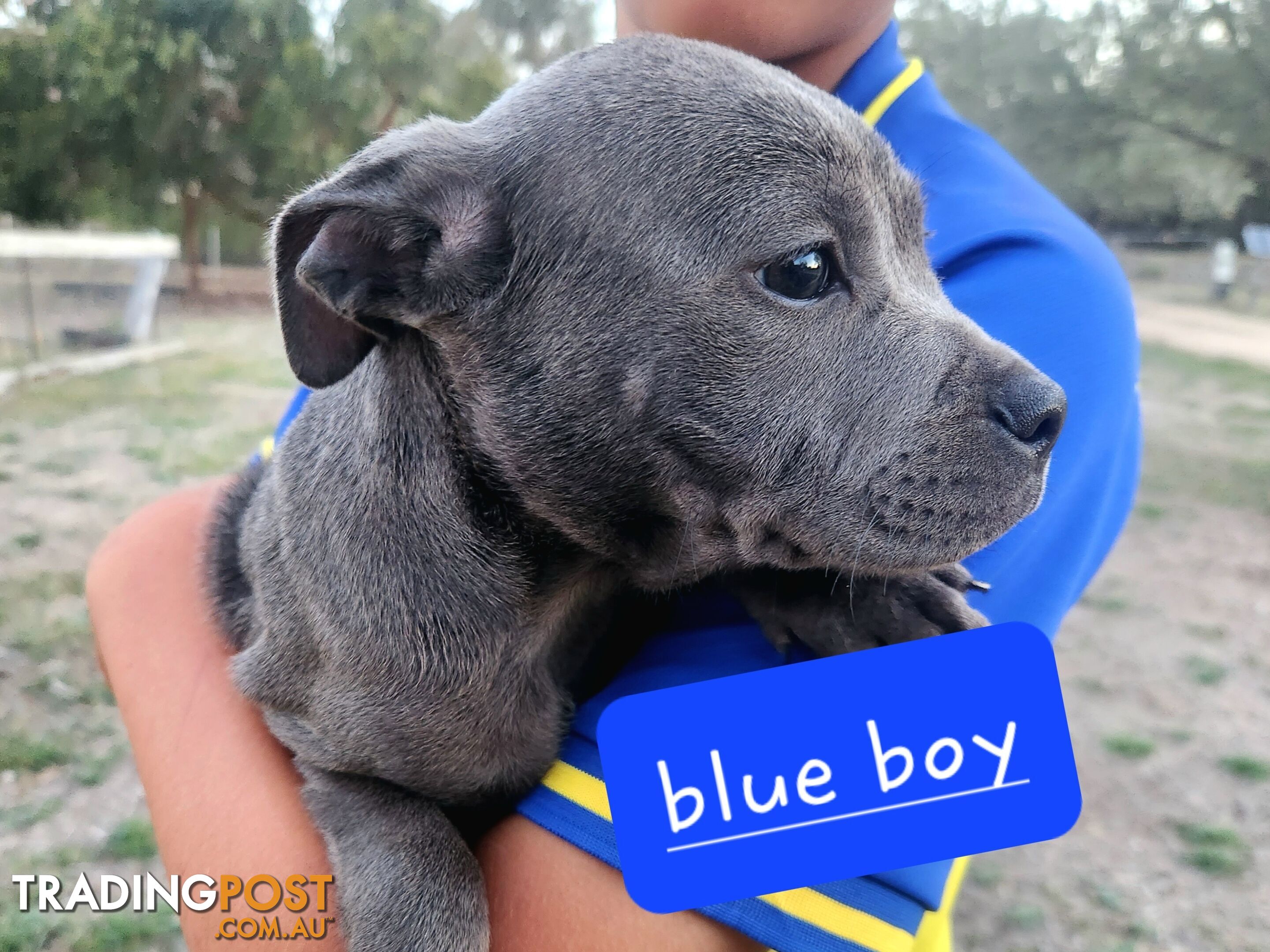 Pure bred blue english staffy