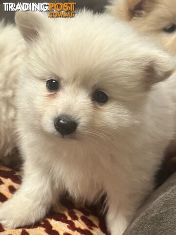 Pure breed Pomeranian Puppies