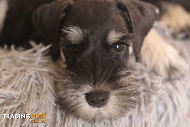 5 Schnauzer Puppies in Australia