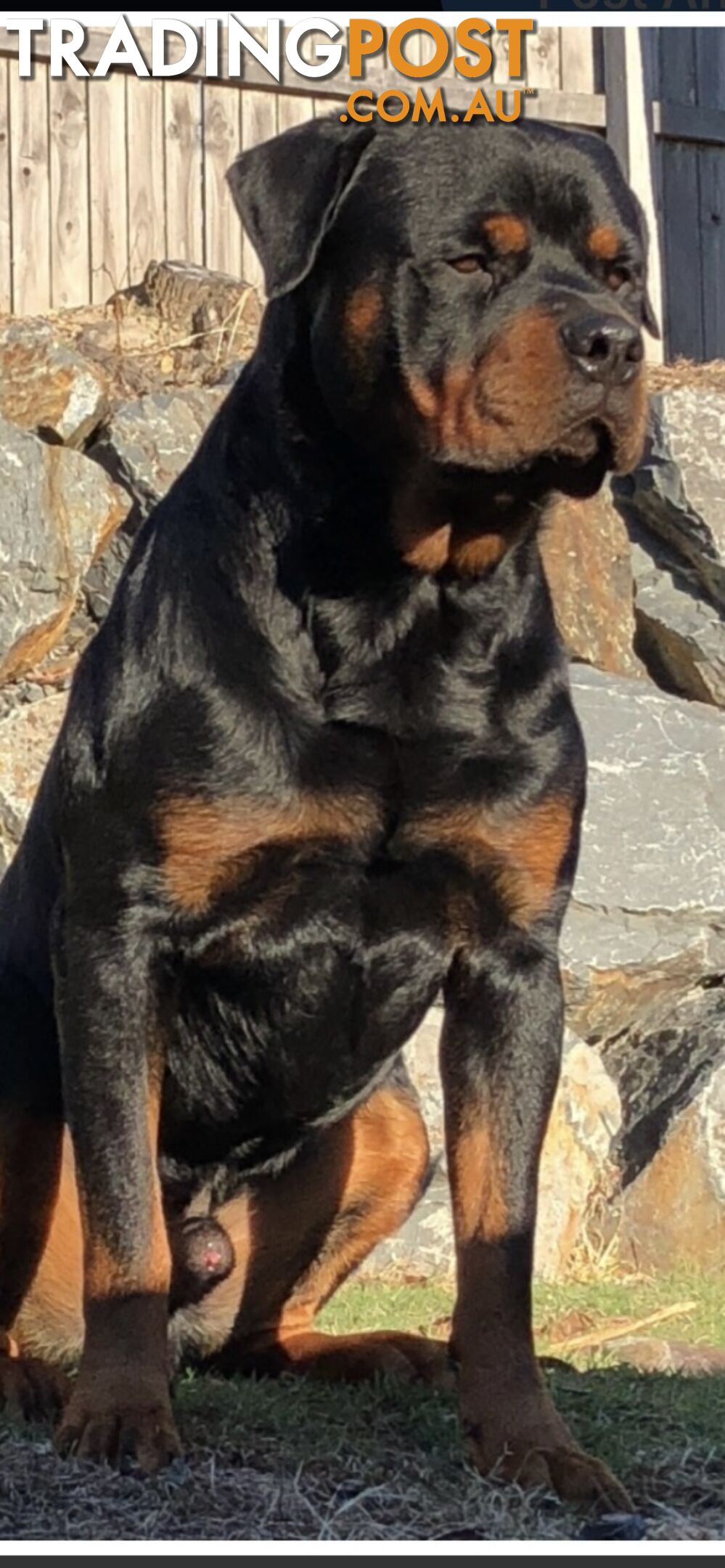 Pure bred Rottweiler