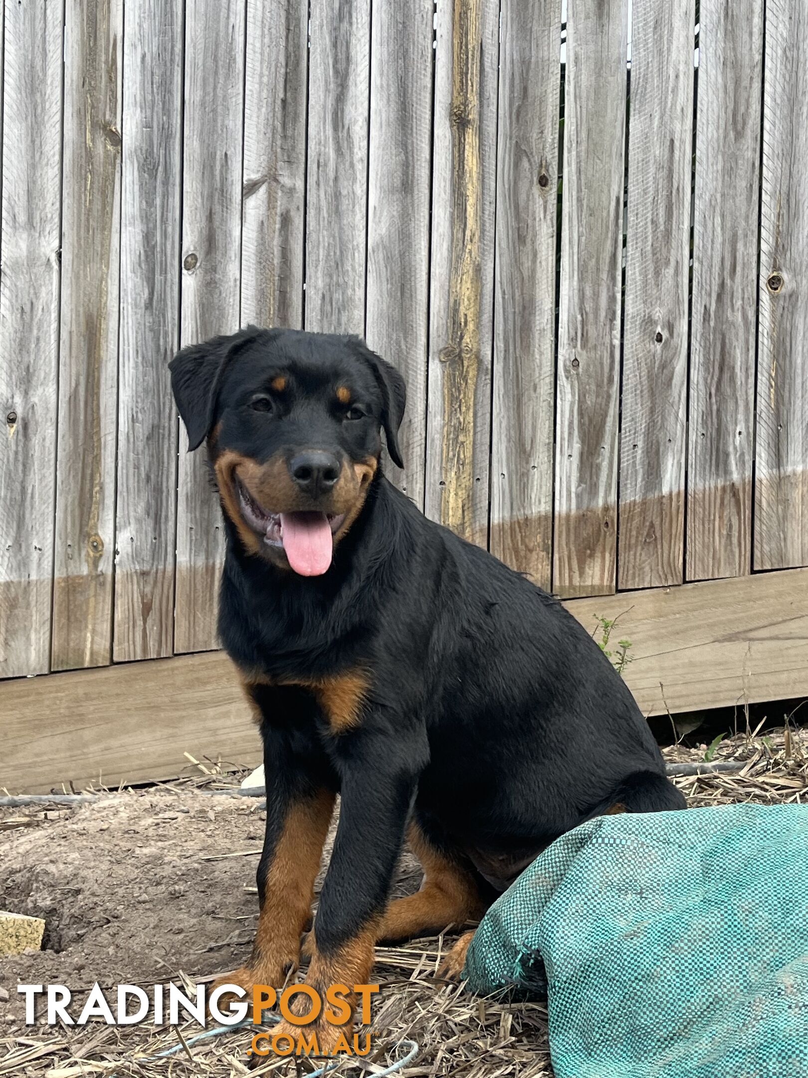 Pure bred Rottweiler