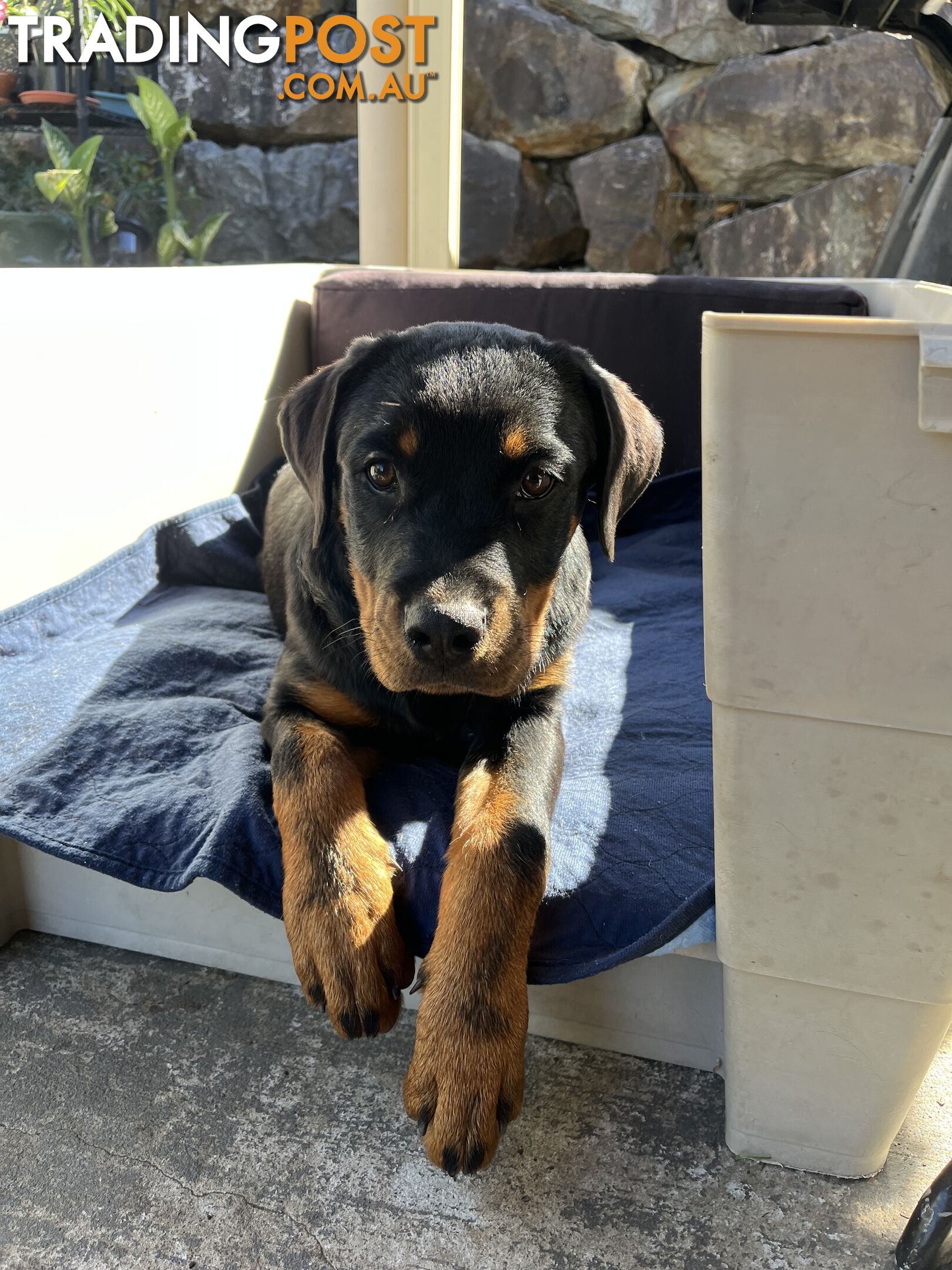 Pure bred Rottweiler