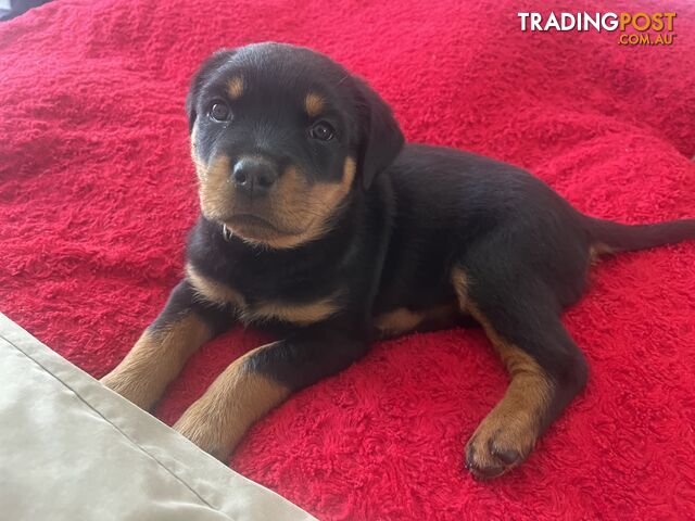 Pure bred Rottweiler