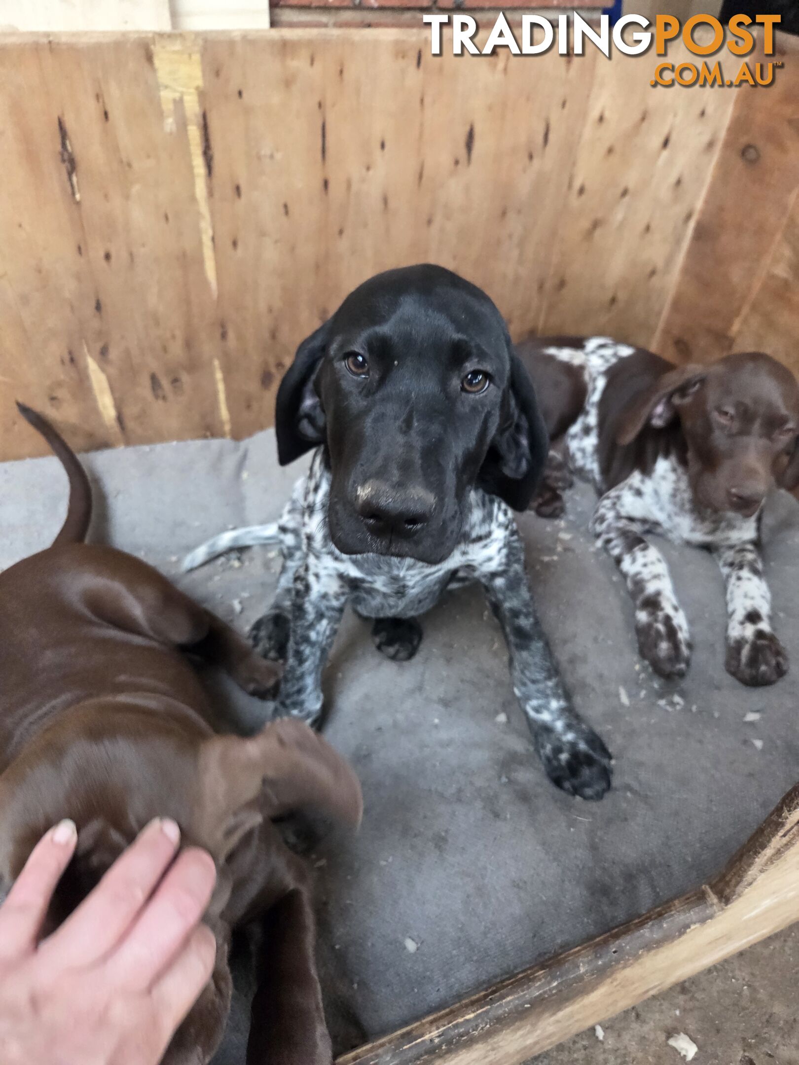 READY NOW German Shorthair Pups