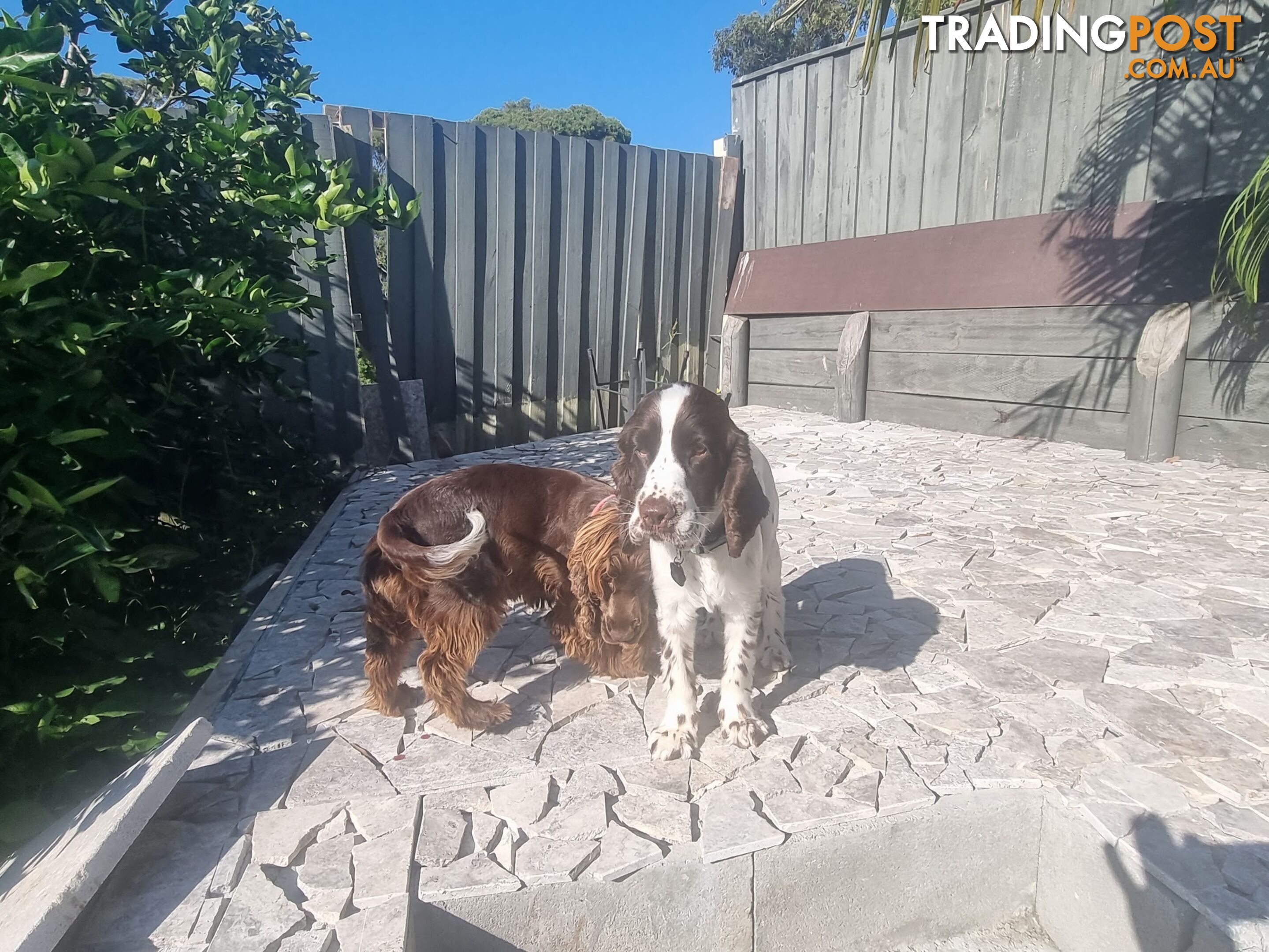 PUREBRED CHOCOLATE AND WHITE COCKER SPANIEL LITTER