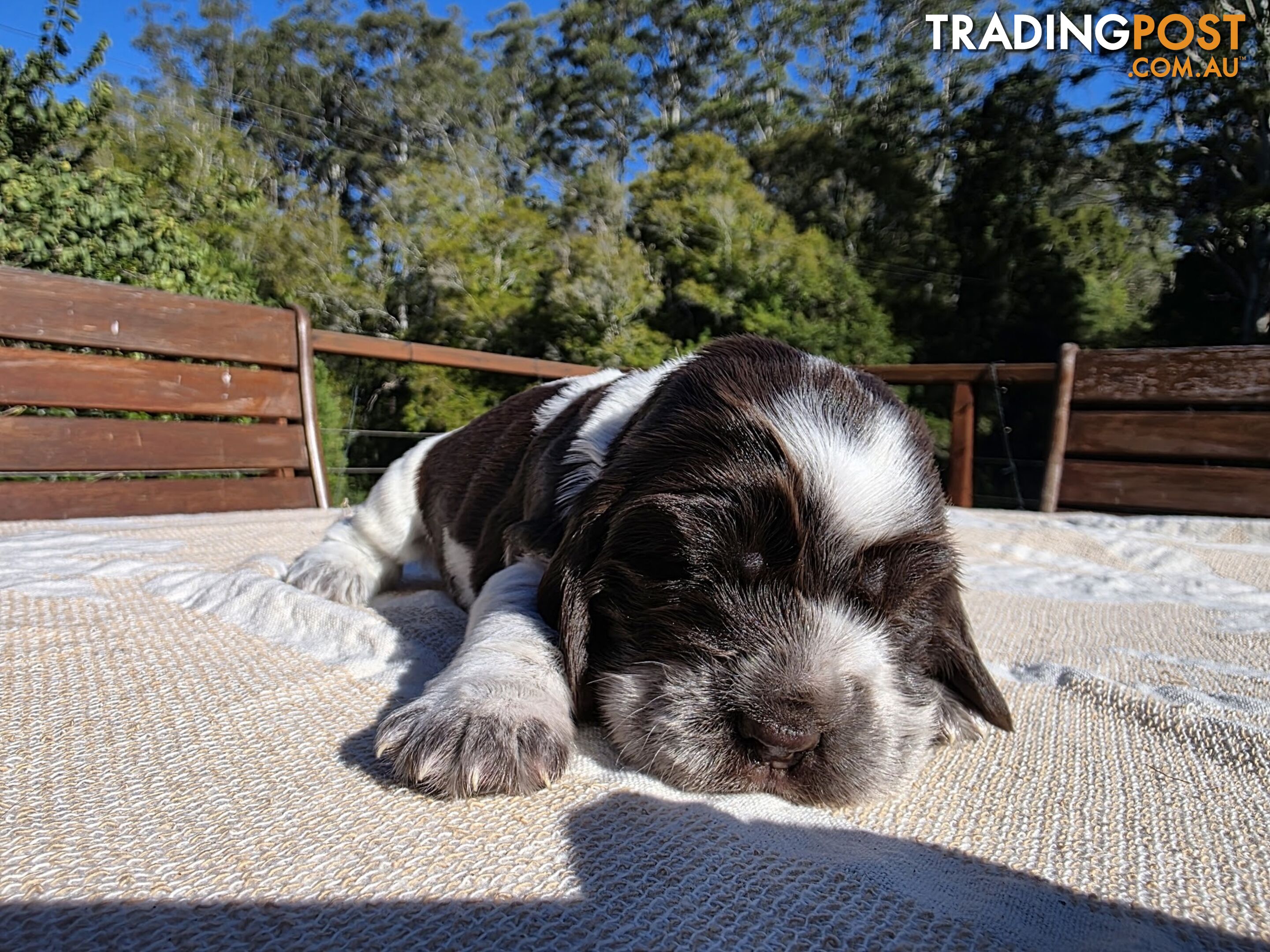 PUREBRED CHOCOLATE AND WHITE COCKER SPANIEL LITTER