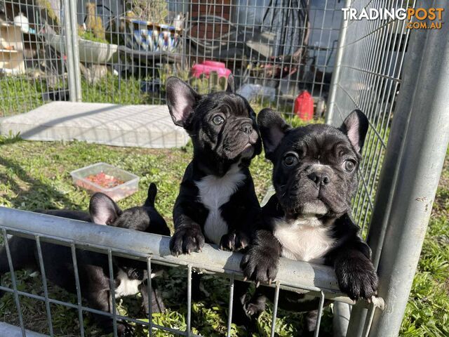 French Bulldog Puppies for sale under $40,000