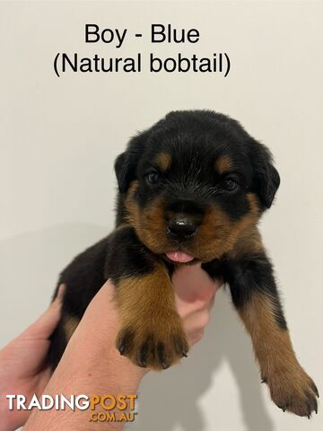 Puppies for Sale