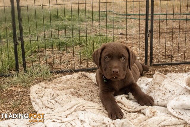 Pure Bred Labrador Pups PARENTS BOTH DNA TESTED HIP ELBOW SCORED