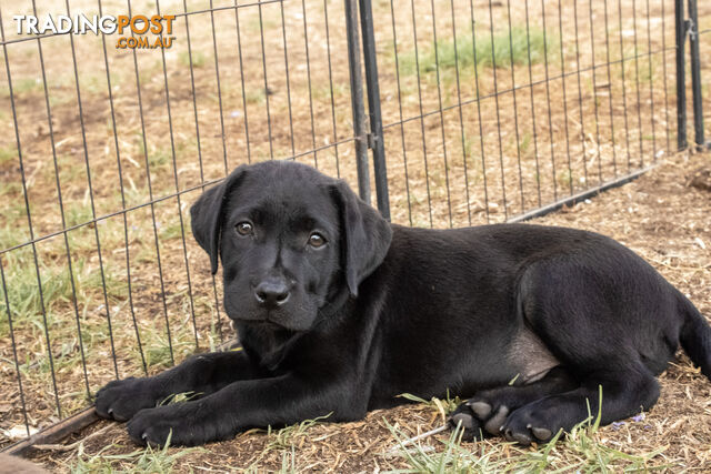 Pure Bred Labrador Pups PARENTS BOTH DNA TESTED HIP ELBOW SCORED