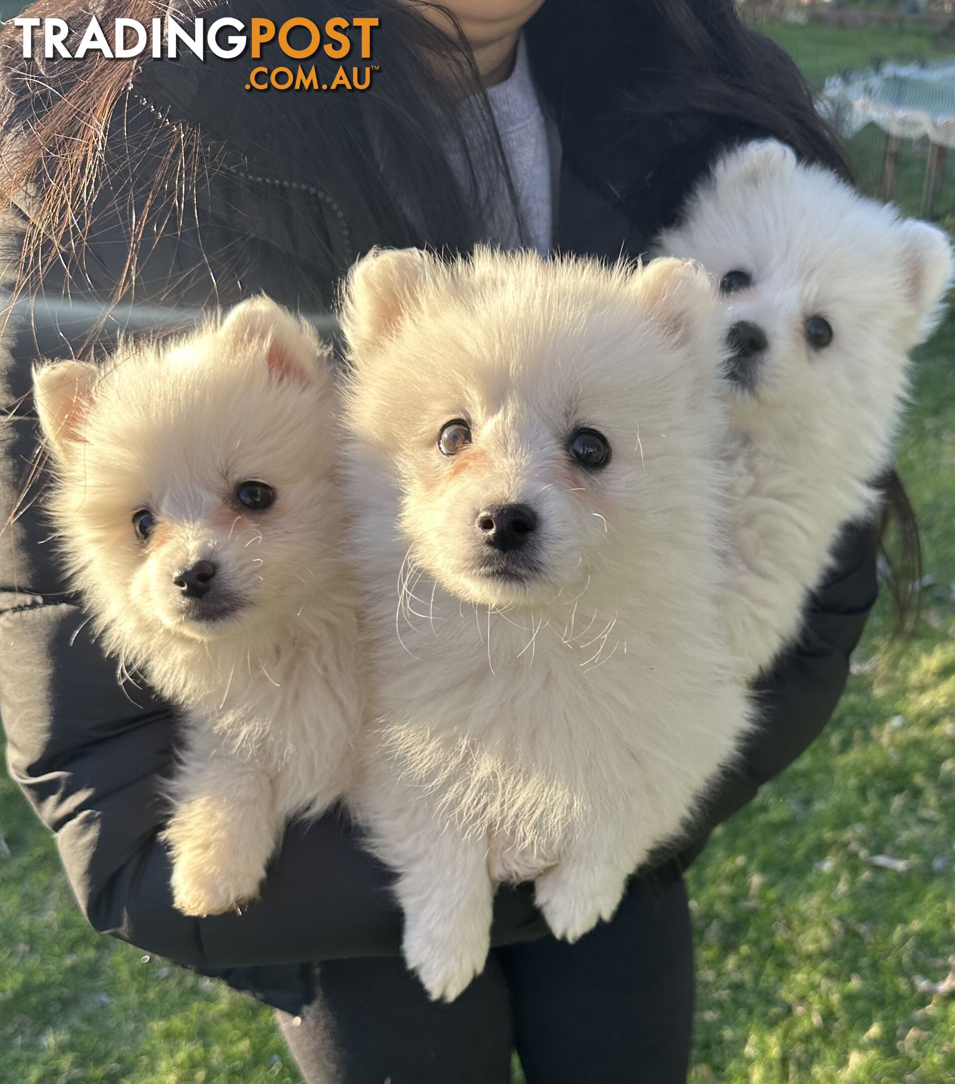 ADORABLE PUREBRED JAPANESE SPITZ FOR SALE