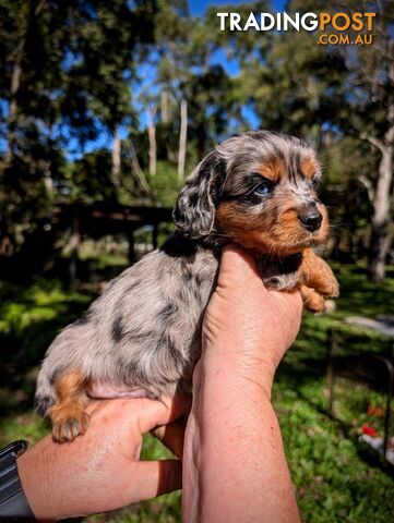 Mini dachshund x Cavalier puppies
