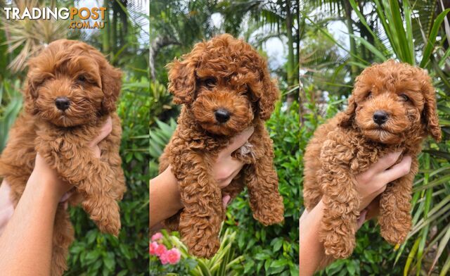 3 Red Cavoodle Puppies For sale