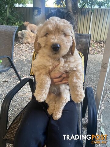 Groodle Puppies for Loving Homes