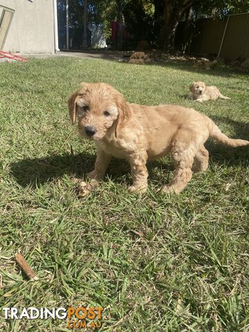 Groodle Puppies for Loving Homes