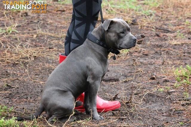 Blue English Staffy Stud