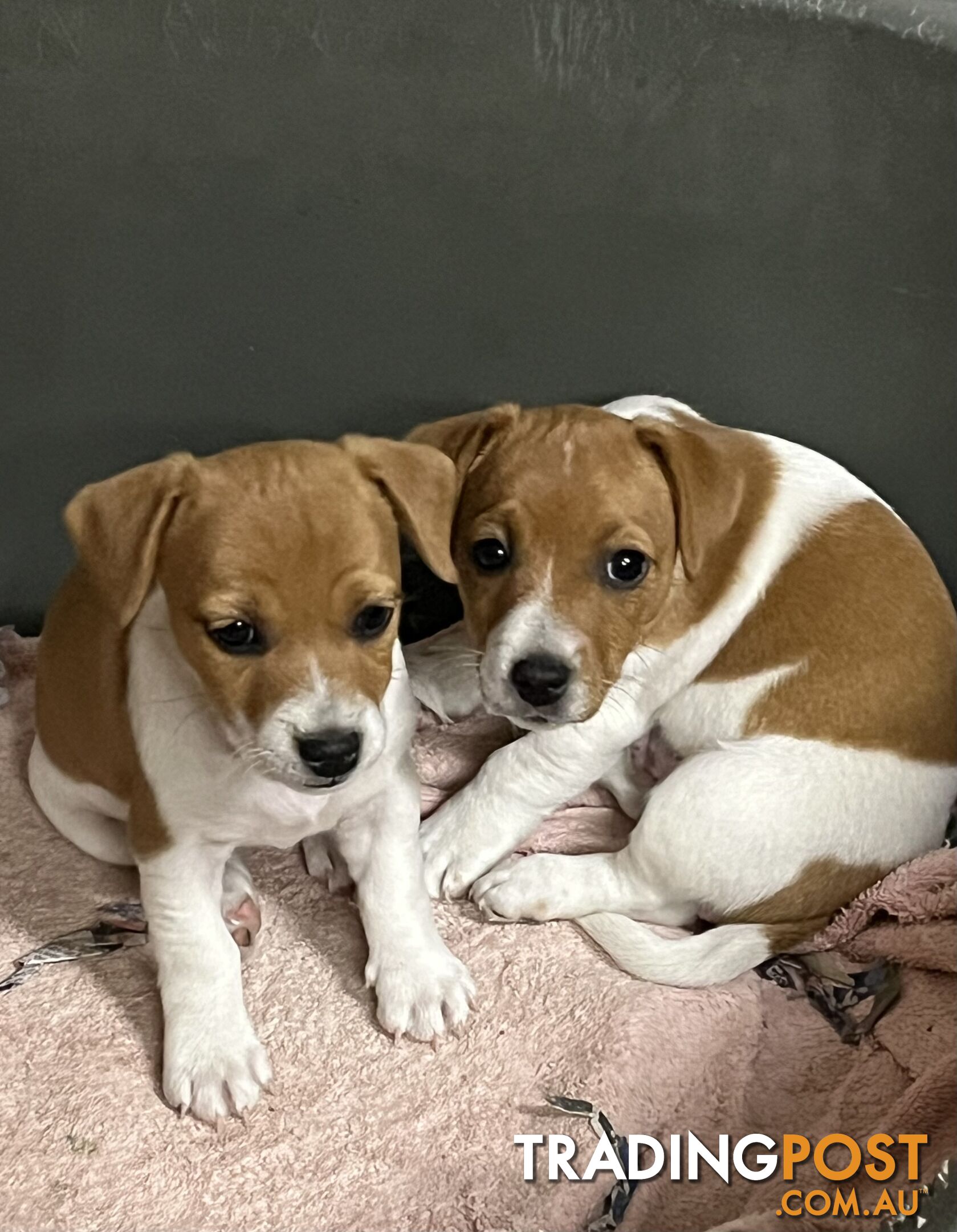 Jack Russell Male pup