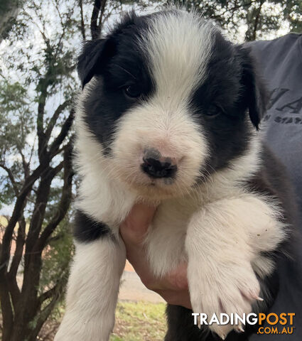 Purebred Border Collie Puppies