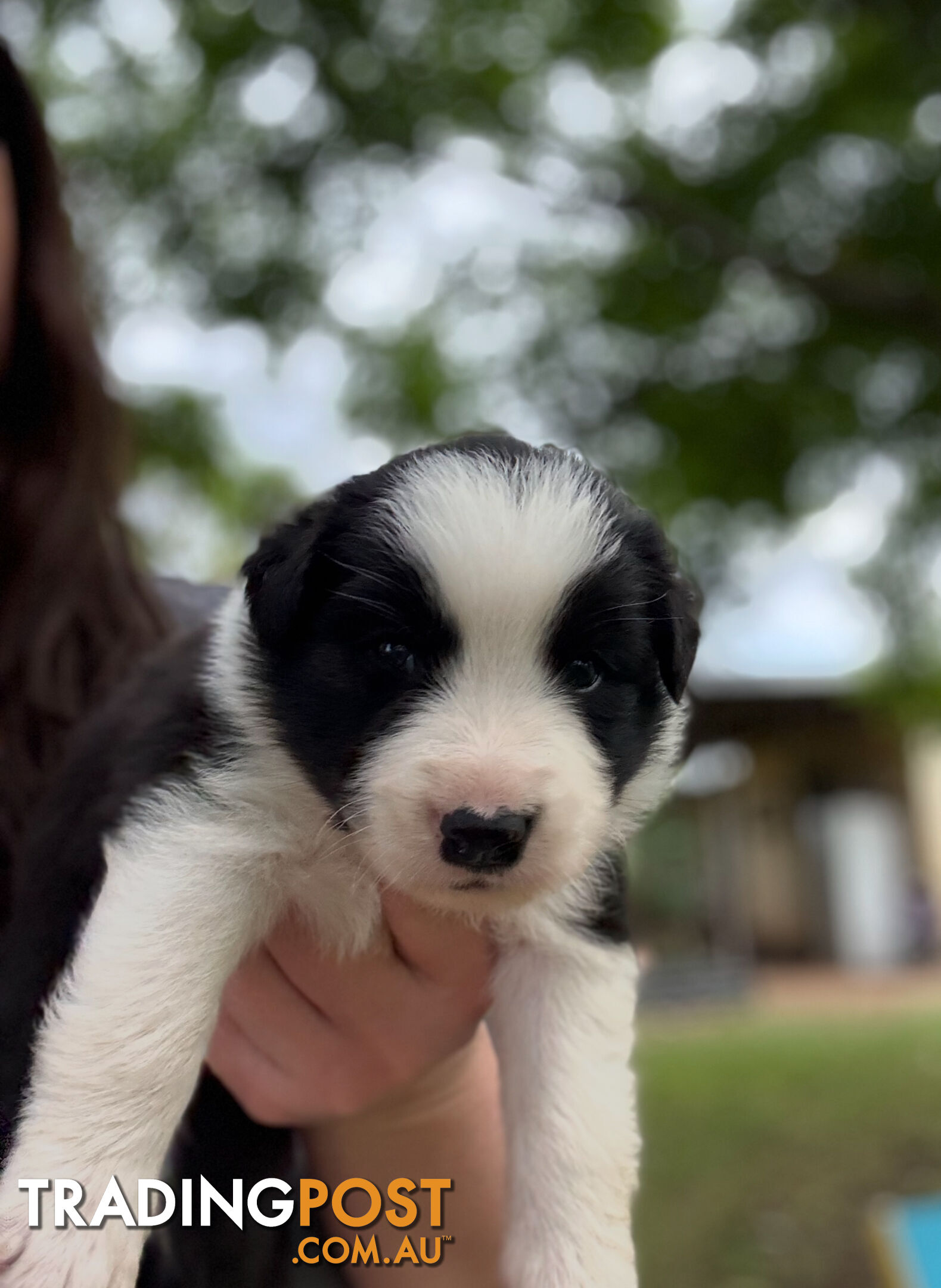 Purebred Border Collie Puppies