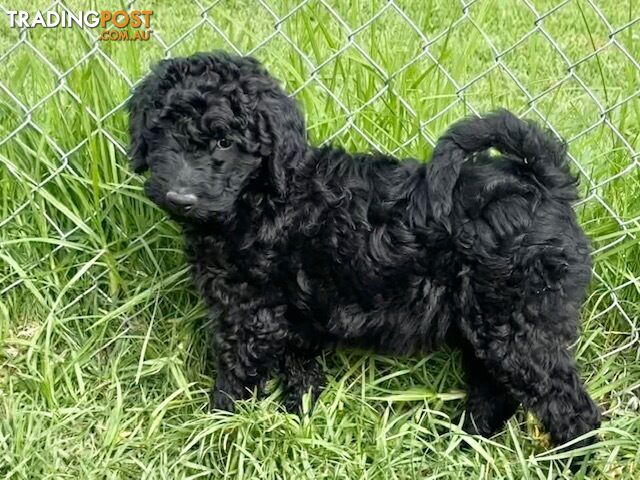 Poodle pup Moyen only 1left Medium size beautiful poodle puppy
