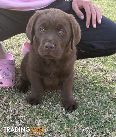 Labrador Retriever Puppies for sale