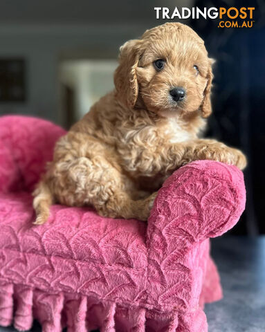 5 Cavoodle Puppies in New South Wales