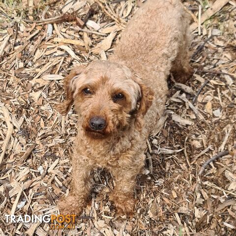 spoodle pups for sale