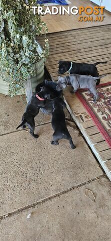 4 Beautiful english staffy puppies