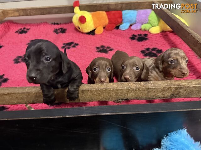 Miniature dachshund