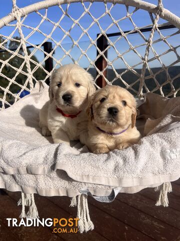 Golden Retriever Puppies ready from August 10