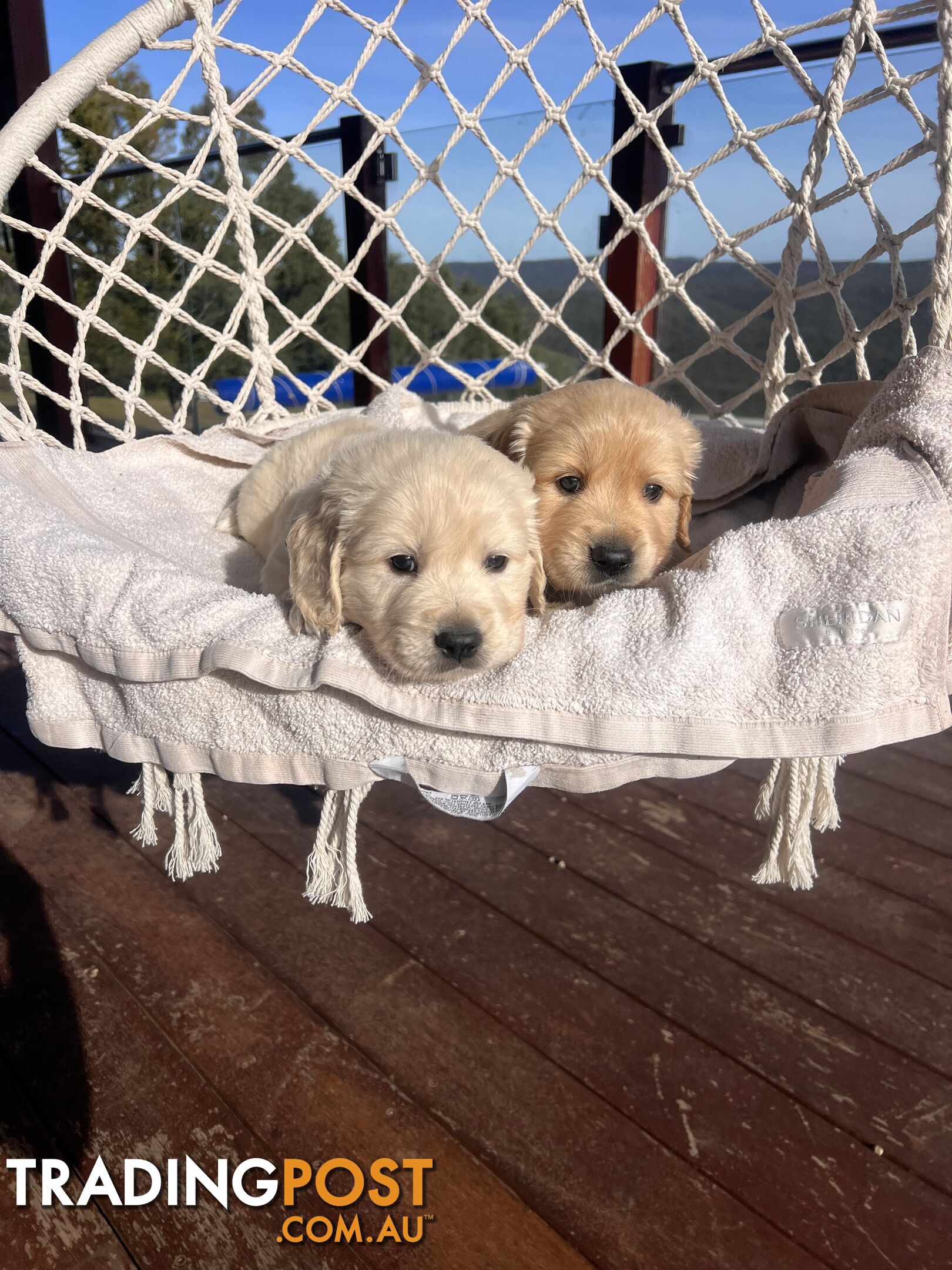 Golden Retriever Puppies ready from August 10