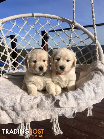 Golden Retriever Puppies ready from August 10