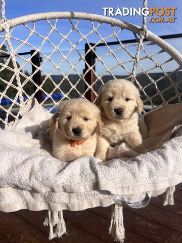 Golden Retriever Puppies ready from August 10