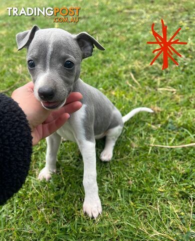Blue amp white purebred whippet puppies
