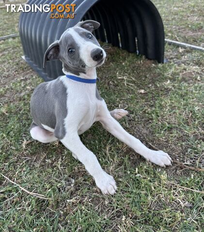 Purebred whippet pup 1 male blue and white