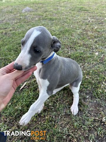 Purebred whippet pup 1 male blue and white