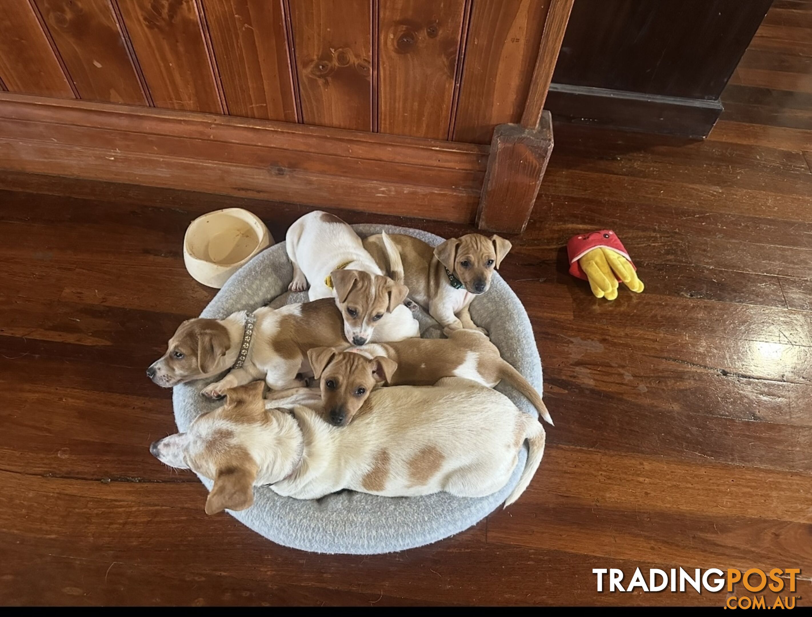 Jack Russel Puppies