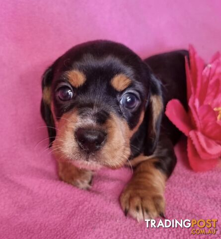 23 Dachshund Puppies in Australia