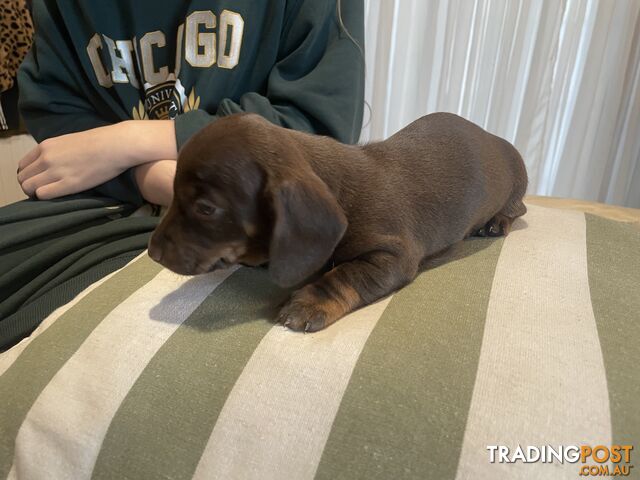 Daschund pups chocolate miniatures pure x 5 gorgeous