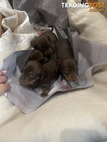 Daschund pups chocolate miniatures pure x 5 gorgeous