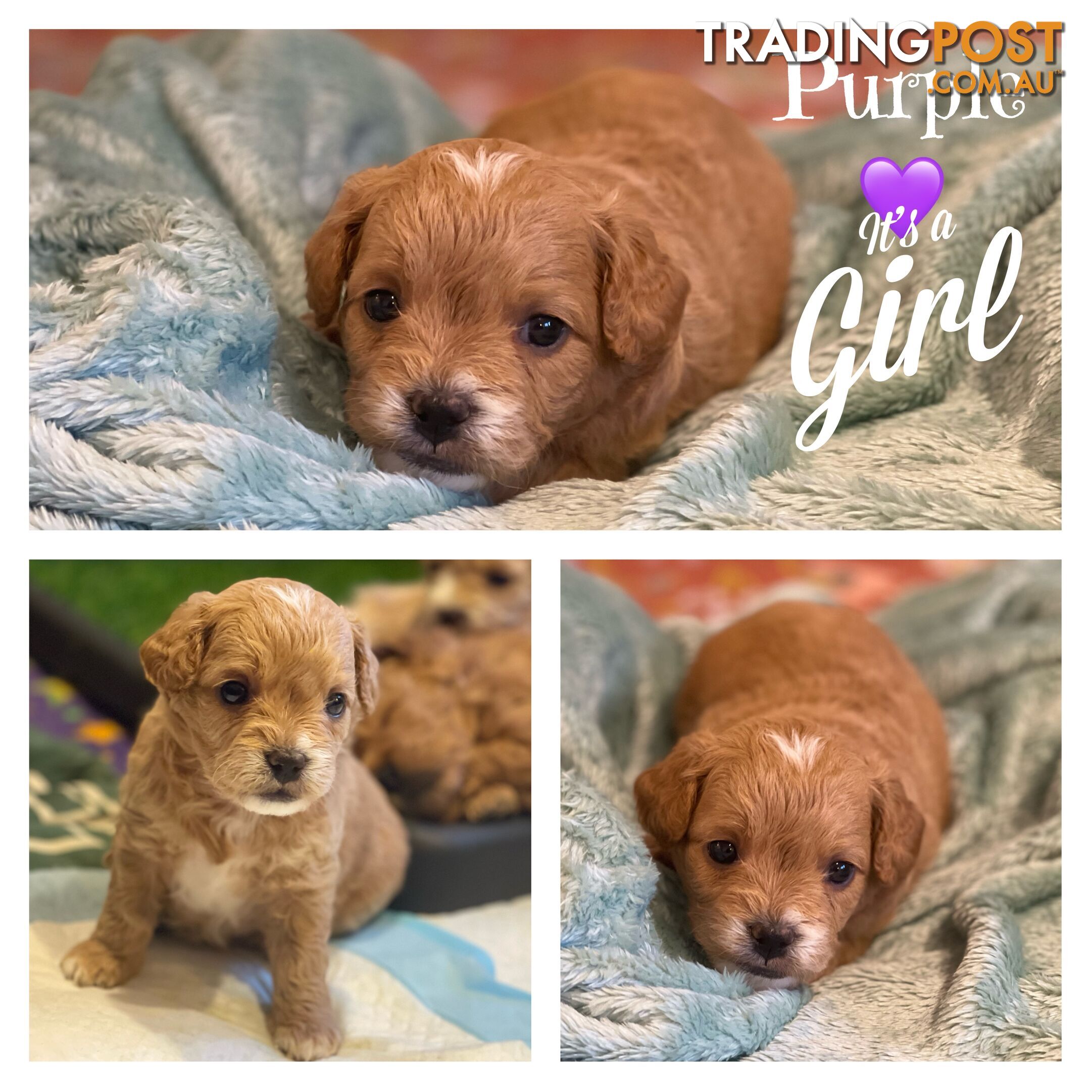 Toy Poodle x Puppies