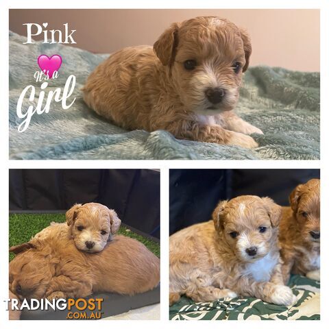 Toy Poodle x Puppies