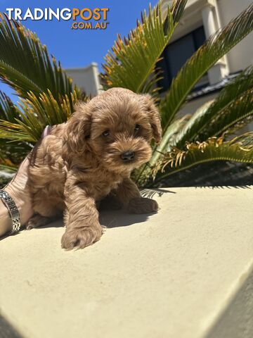 Cavoodle Girl puppy