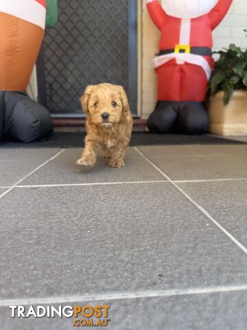 Cavoodle Girl puppy